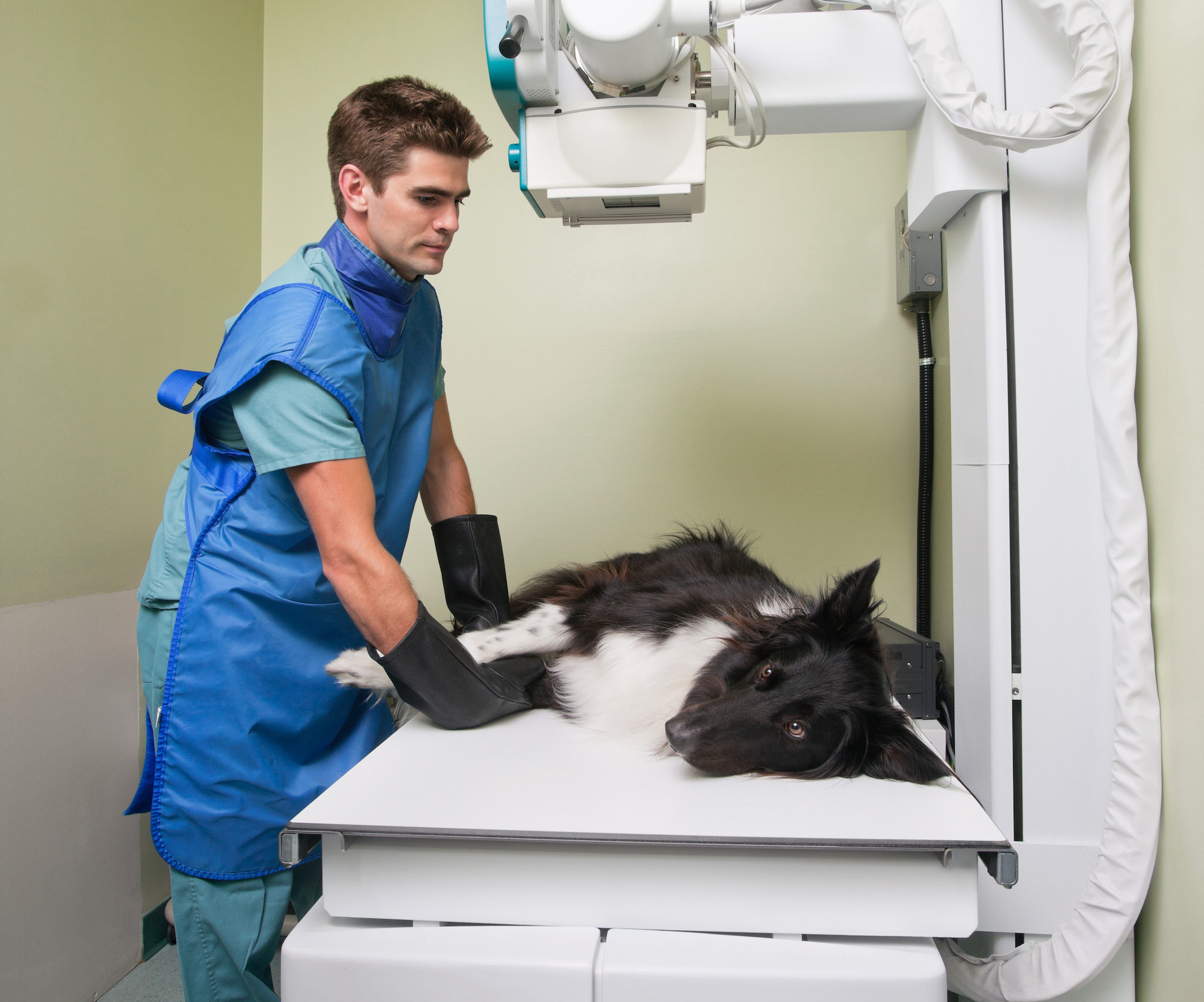 Home - Precision Pet Imaging
